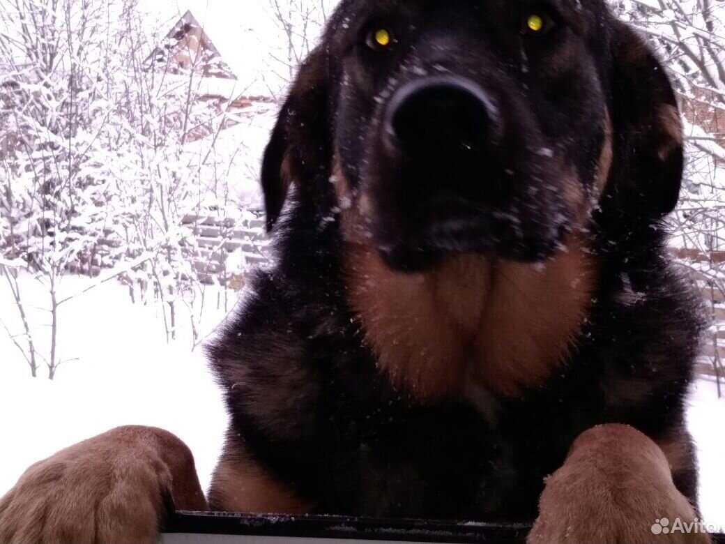 Лорд, большой и добрый пёс, 1 год, в добрые руки