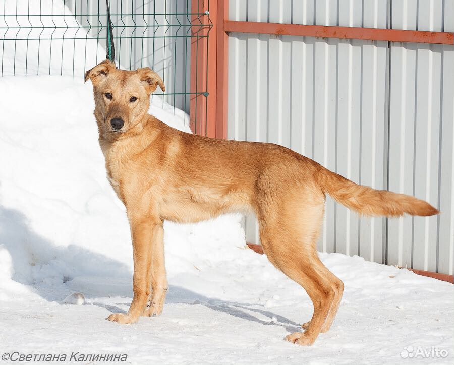 Ириска и Черри