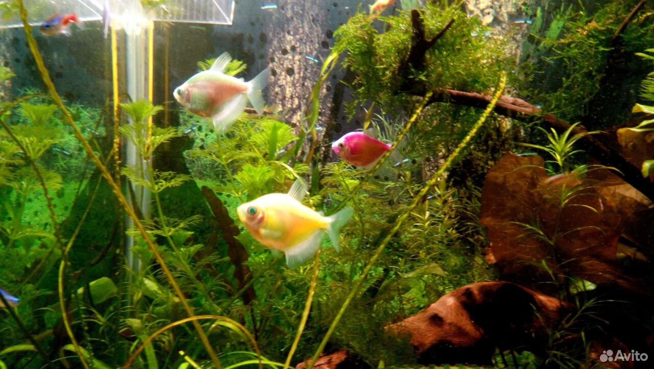 Рыбки и растения