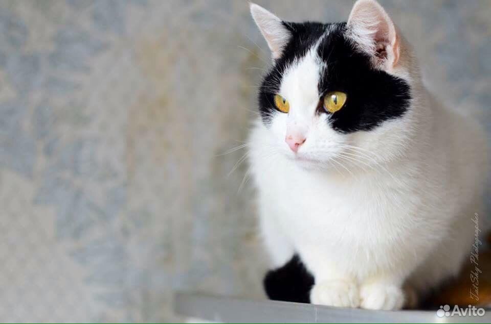 Килька или кошка, которая ищет дом