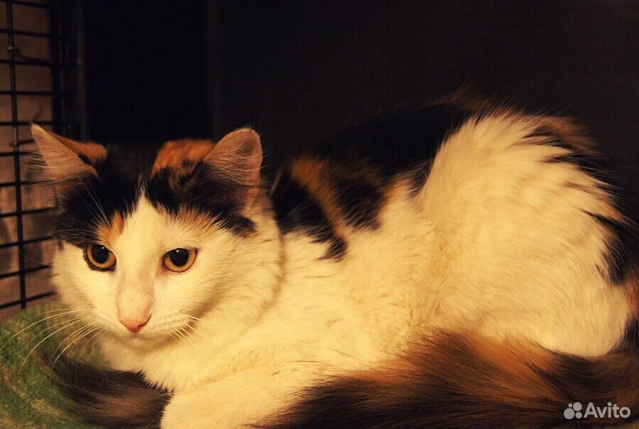 Молодая кошечка Фиби