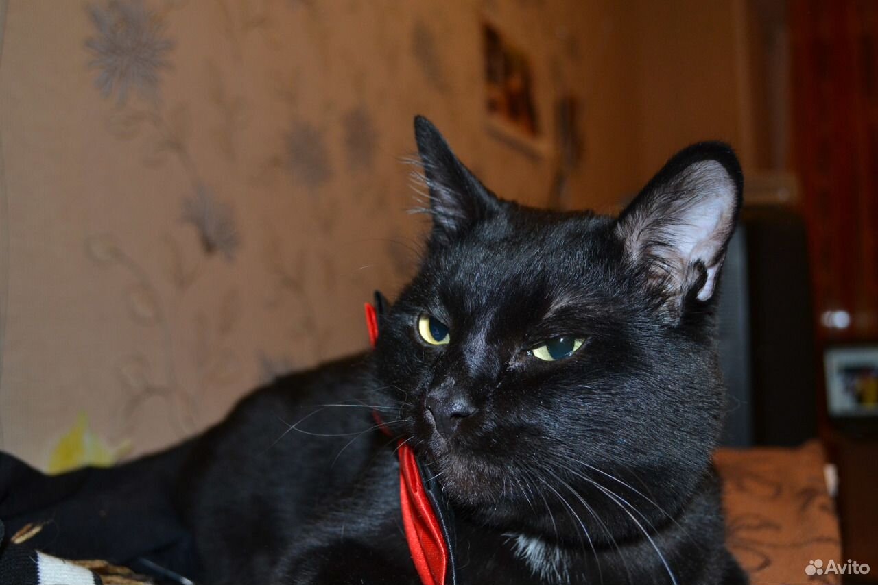 Кот-брутал Джексон мечтает о своей семье