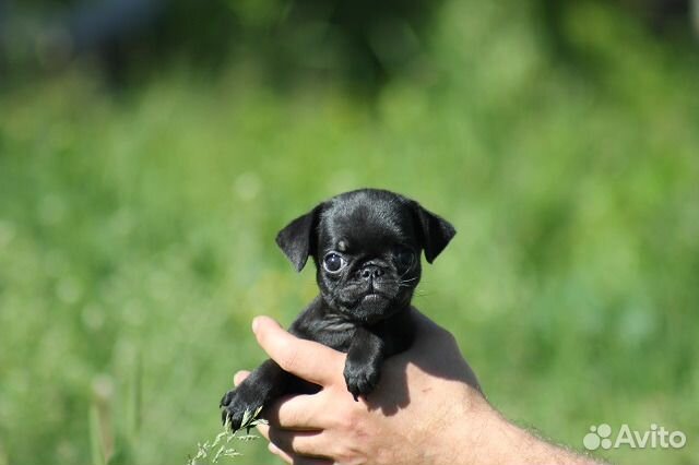 Мальчишка брабансона