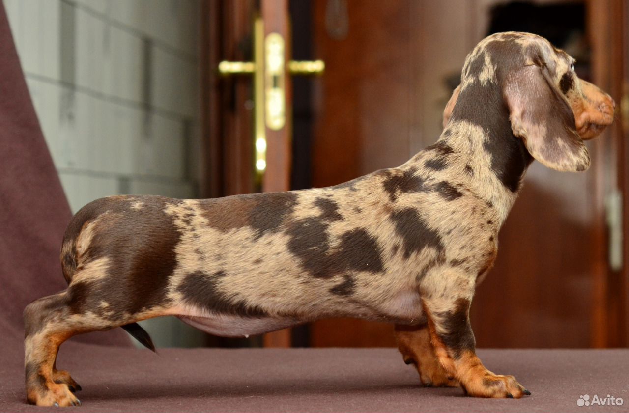 Коричнево-мраморная красотка. РКФ