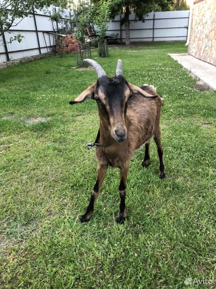 Коза чешская