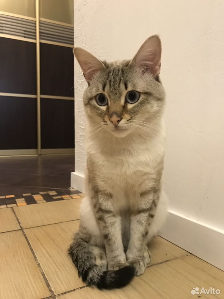 Вязка с тайским котом