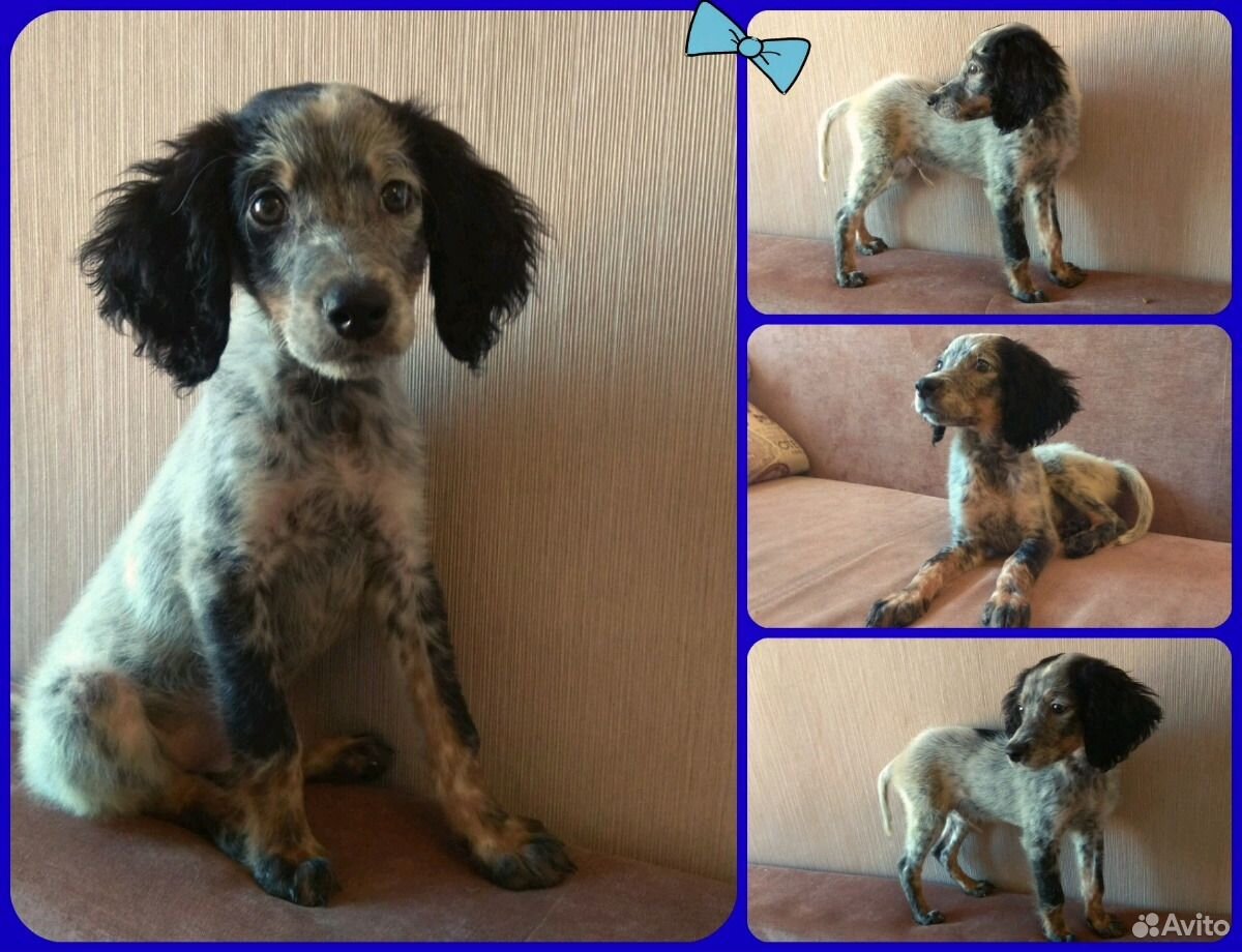 Метис сеттера 2.5мес мальчик