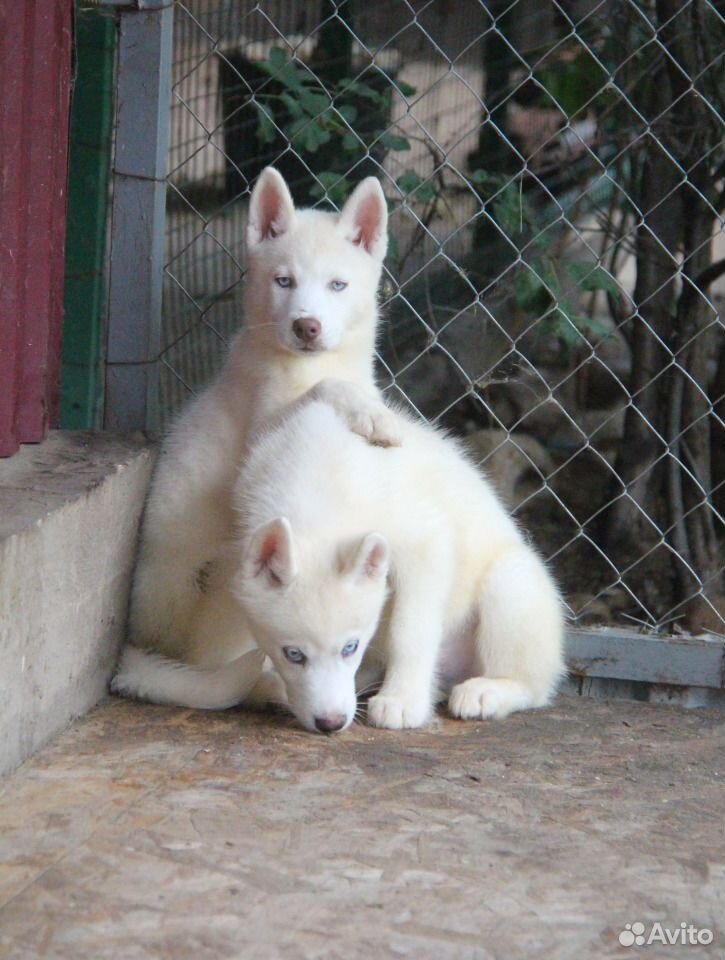 Хаски красавчики