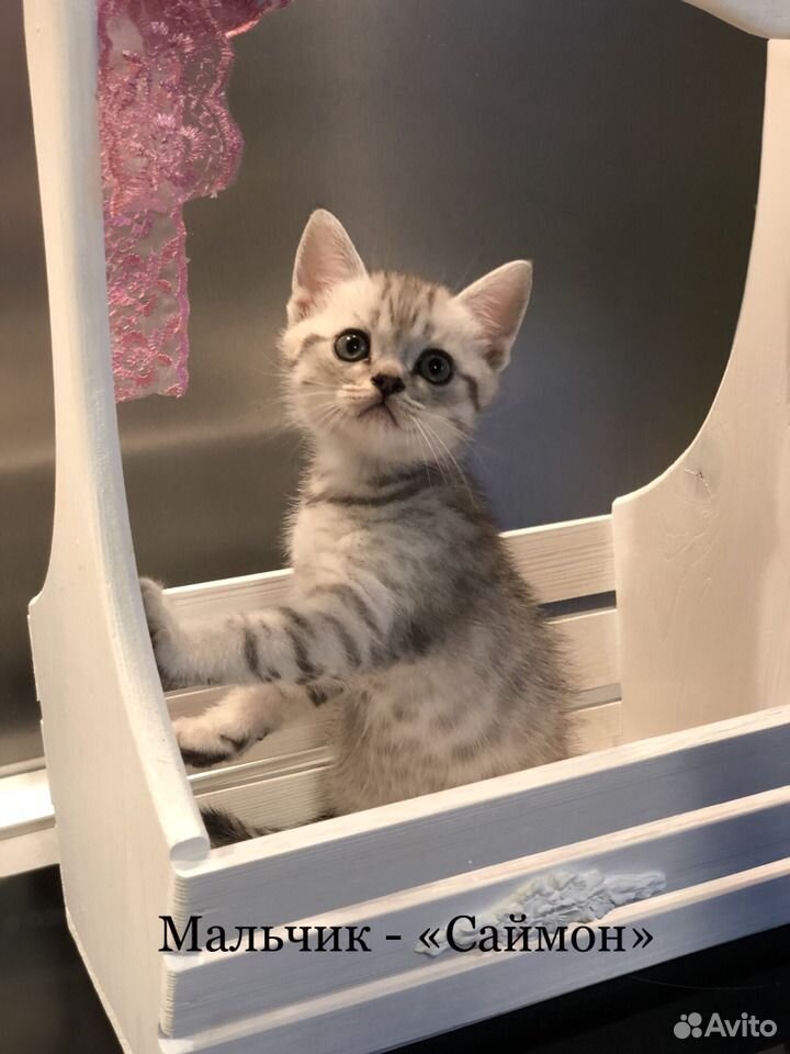 Шотландский Котенок Саймон