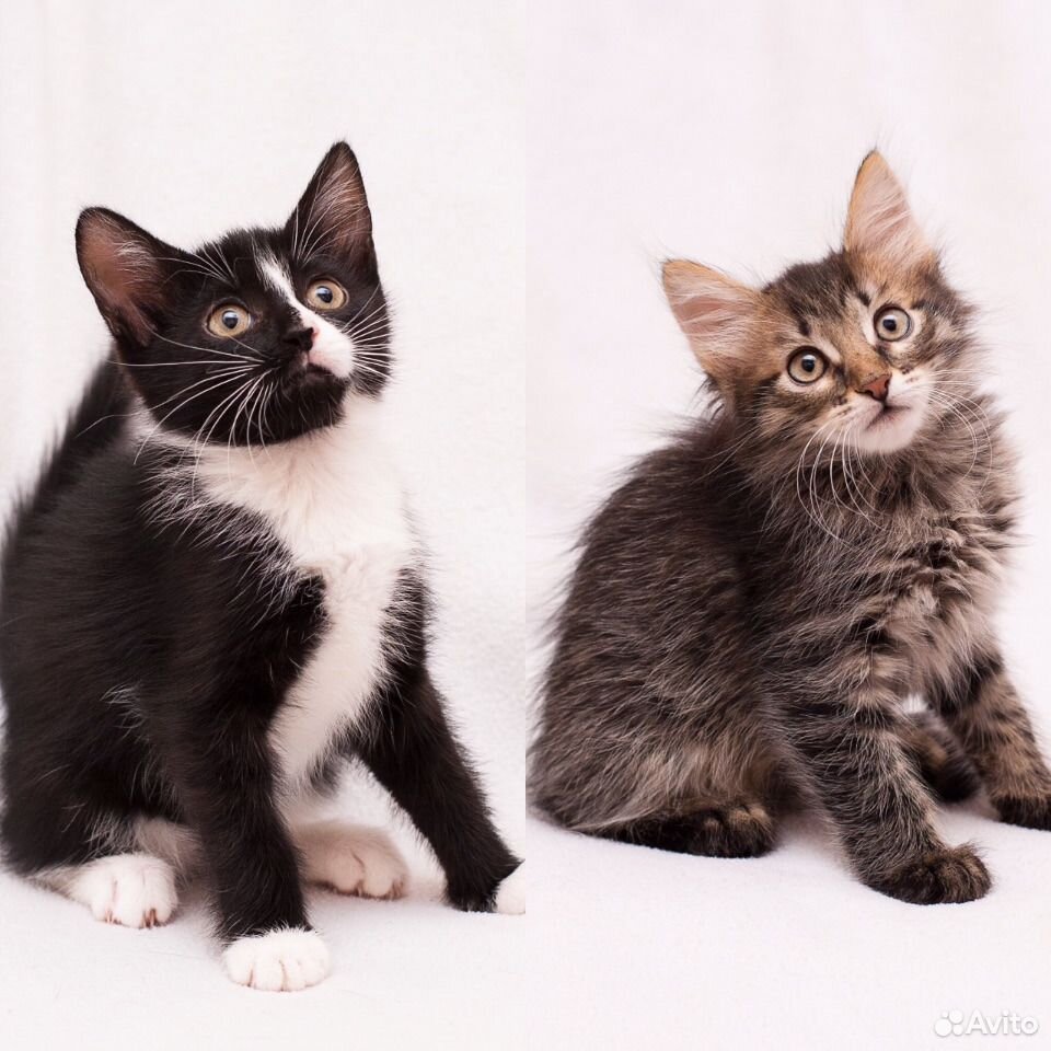 Двое из ларца - котята в дар, 3 месяца