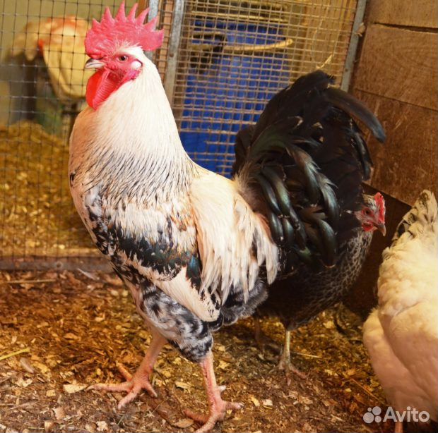 Продам молодых петушков