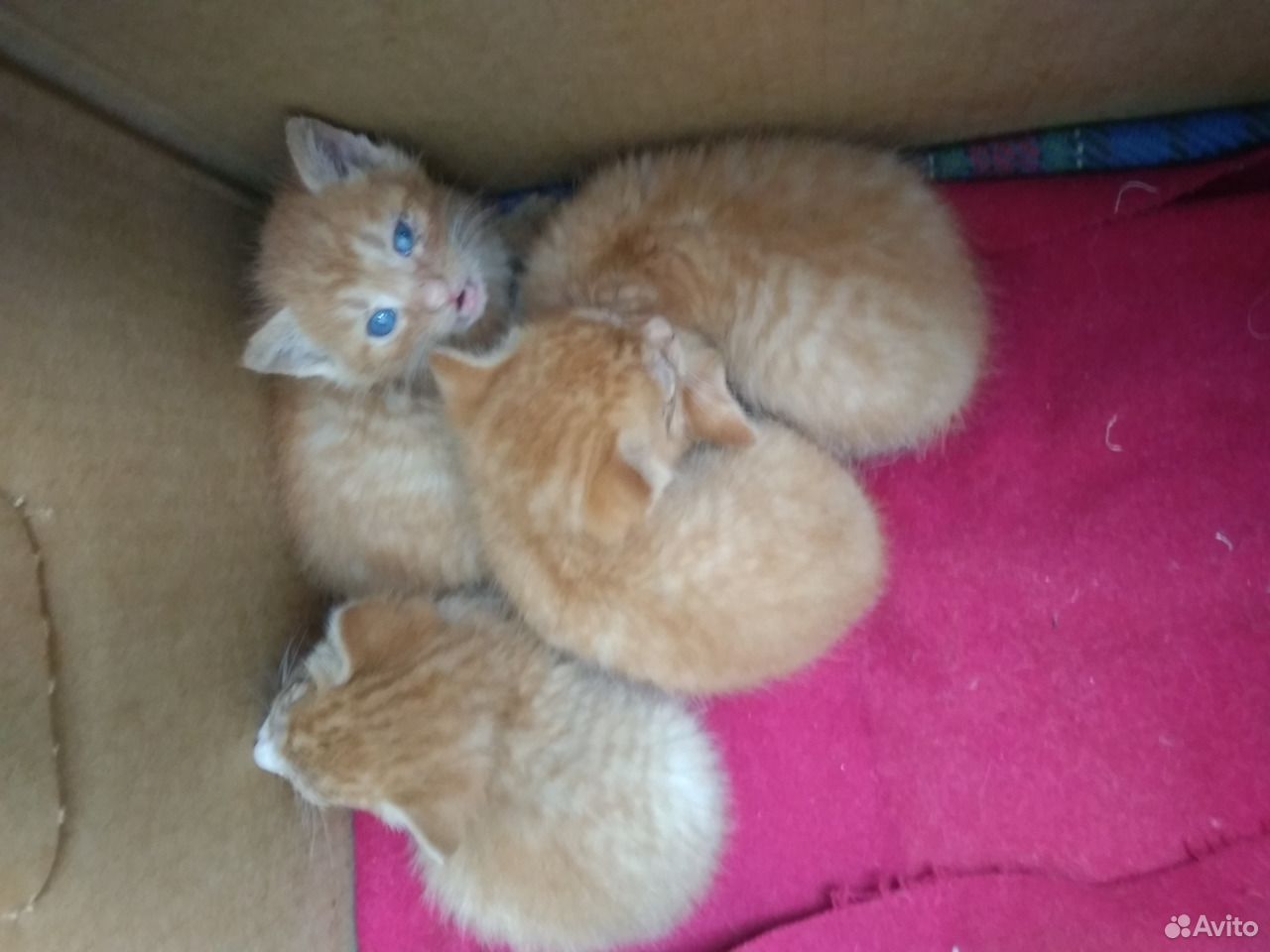 Маленькие кисята ищут дом