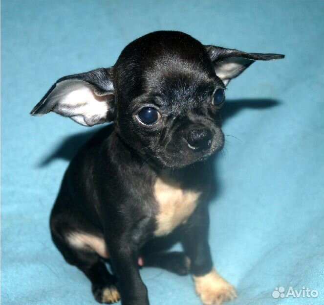 Мальчик Патрик