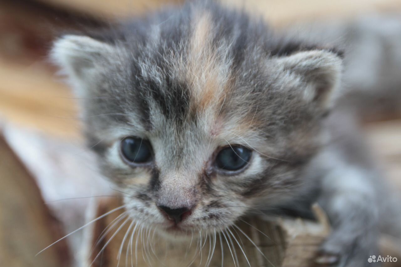 Симпатичная кошечка