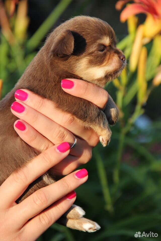 Чихуахуа д/ш