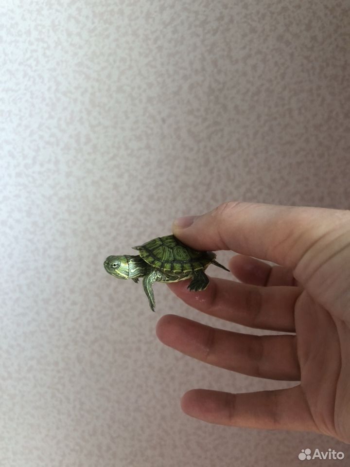 Черепашки водоплавающие