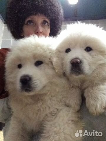 Снежные псы РКФ