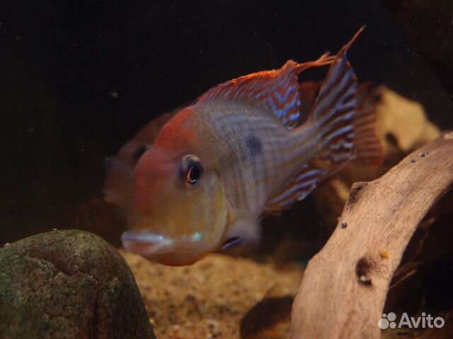 Красноголовый Геофагус Tapajos Red head