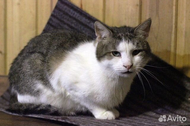 Мужественный, терпеливый приютский кот Черчиль дар