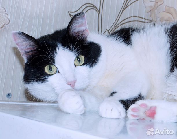 Красивая умная молодая кошка Агата Петровна