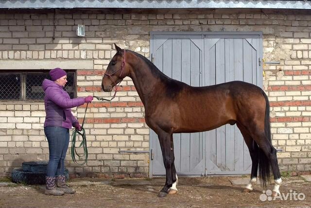 Жеребец 2014 ахалтекинец