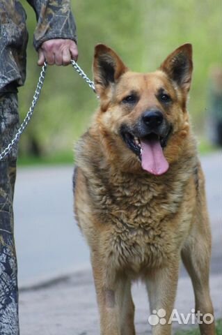 Метис овчарки в добрые руки