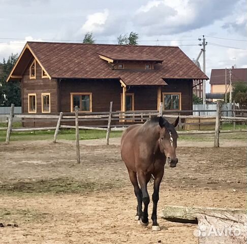 Русская рысистая