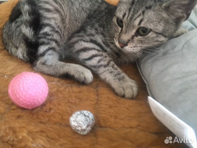 Котенок серый в яблоко