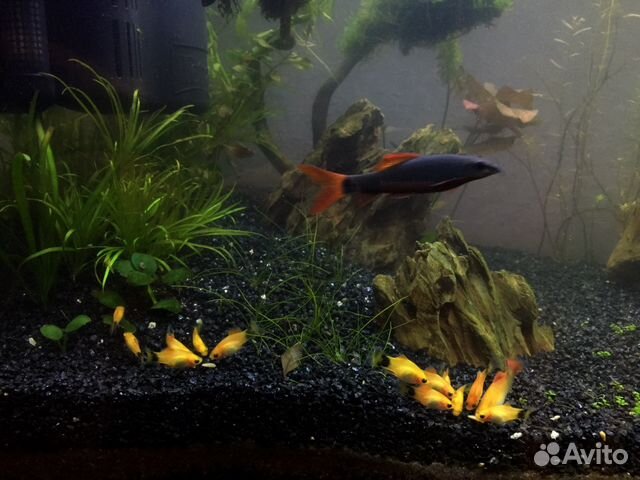 Пецилия микки маус