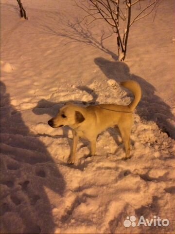 Молодой пёс ищет дом