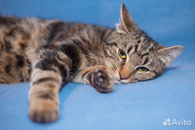 Тимка ищет надежный дом