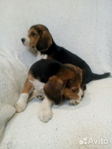 Биглюшки, плюшевые ушки