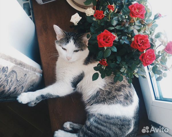 Кот, привит, кастрирован, полтора года