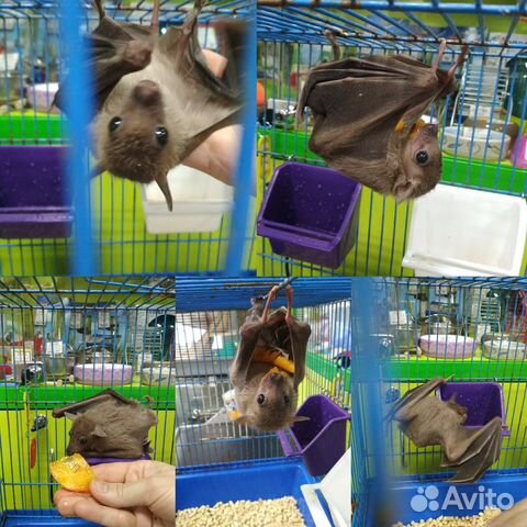 Нильский крылан