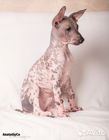 Ксолоитцкуинтои