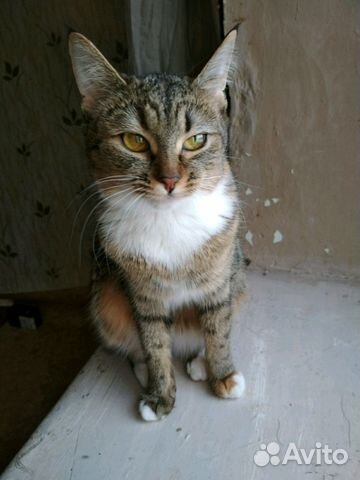 Сибирская кошечка метис