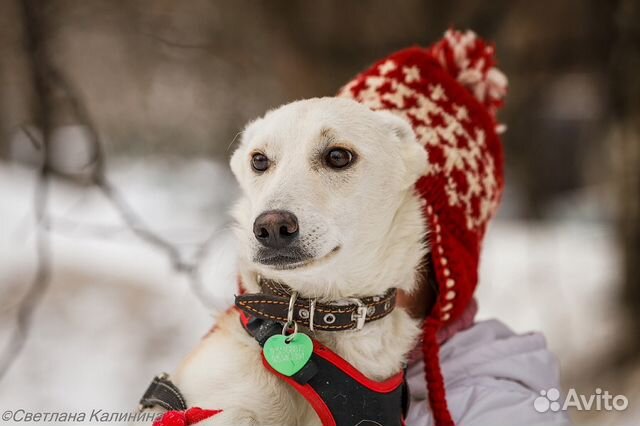 Щенок в добрые руки