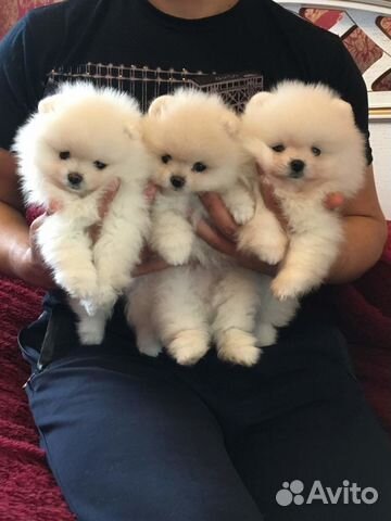 Шпип 6 реальных померанцев