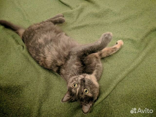 Настоящее сокровище в добрые руки