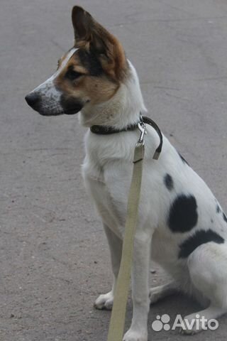 Длинноногая красавица блондинка ищет хозяина