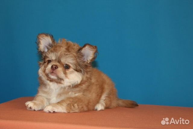 Чудо-чебурашка. мальчик чихуахуа 28/12/17