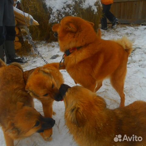 Щенки карело-финской лайки
