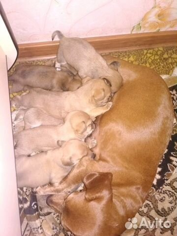 Щенки таксы и чихухуа