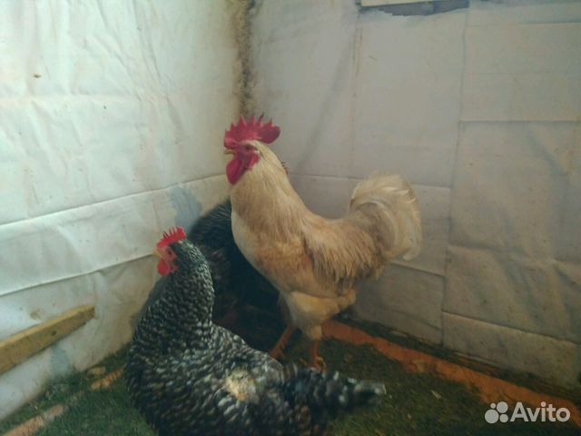 Петух 1 год