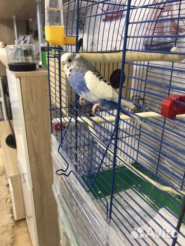 Волнистик девочка