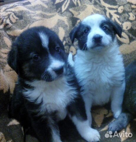 Кнопочки в дар