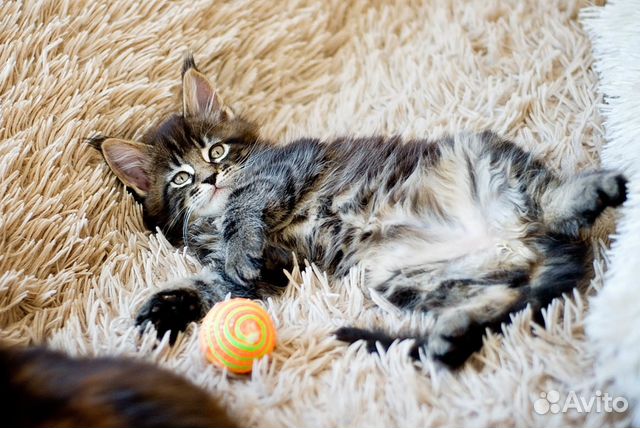 Котята мейн кун