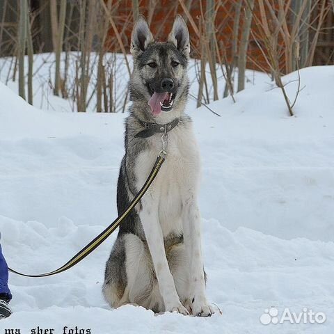 Север в добрые руки