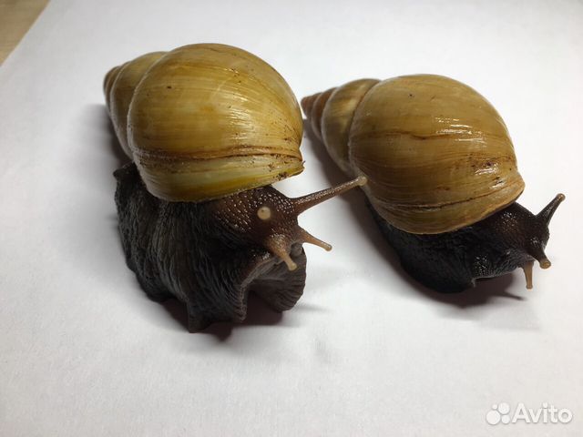 Улитки и улитята