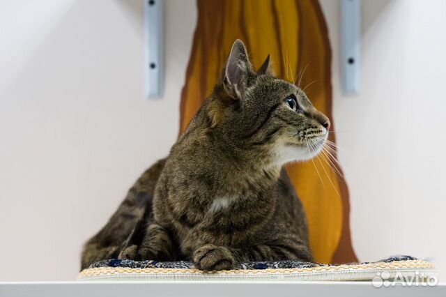 Кот Мурзик ищет дом